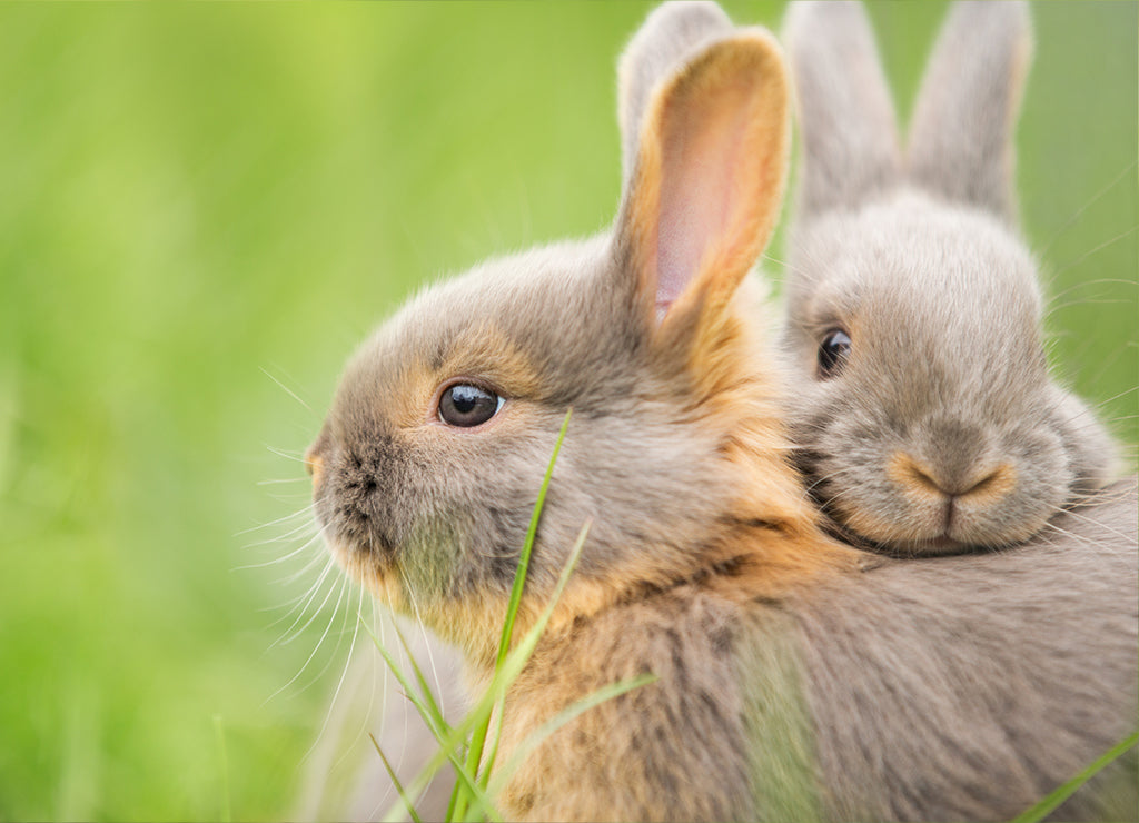 What Animals Can Teach Us – Chantecaille