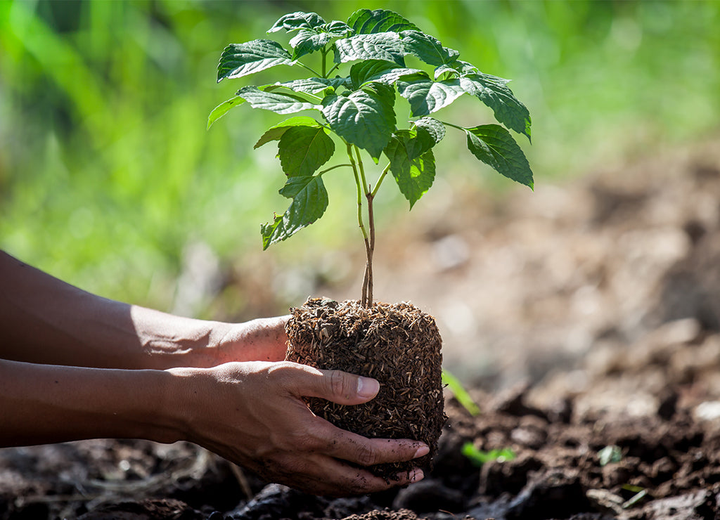 Planting Trees in Kenya Helps the Polar Ice Caps? – Chantecaille