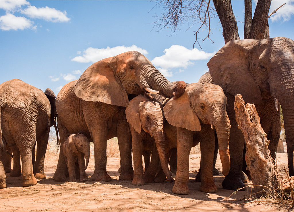 A Day in the Life of Orphan Elephants – Chantecaille