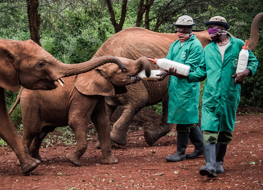 Adopt a Rescued Orphan Elephant – Chantecaille