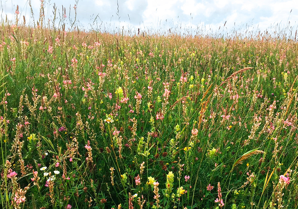 Preserving Beautiful Biodiversity – Chantecaille