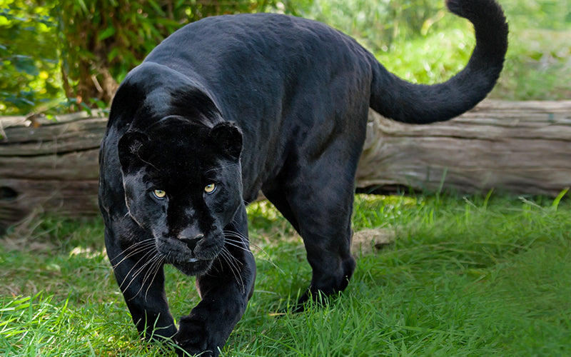 Black Jaguar Animal Black Jaguar Animal