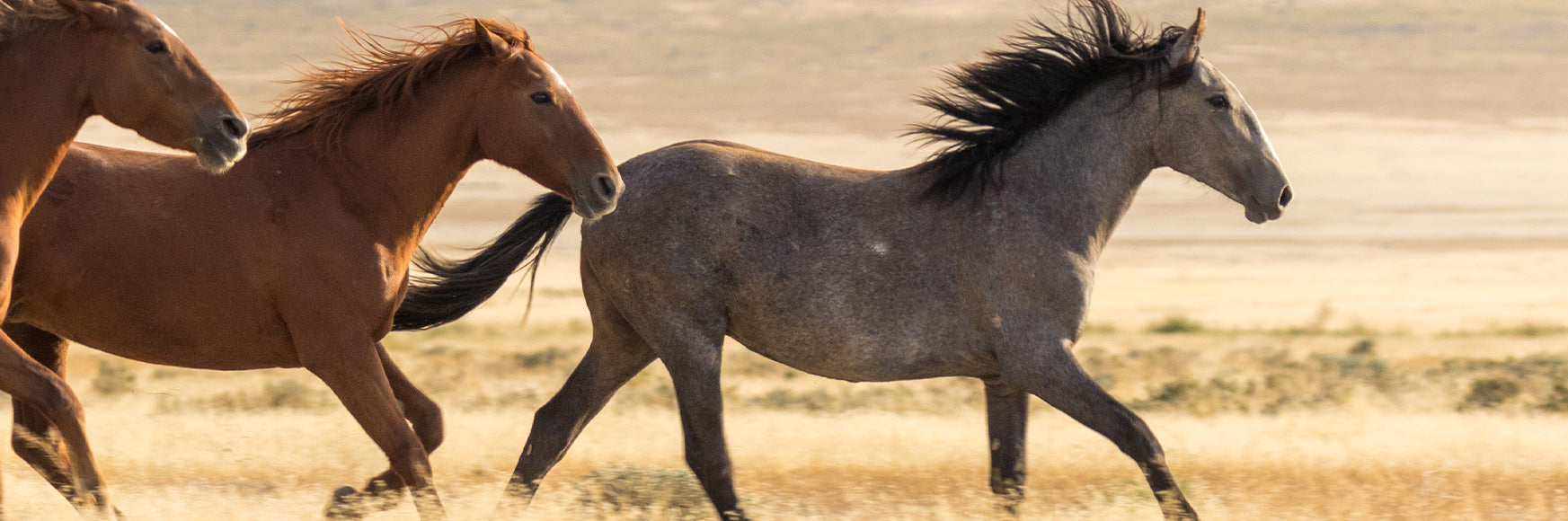 America's Wild Mustang – Chantecaille