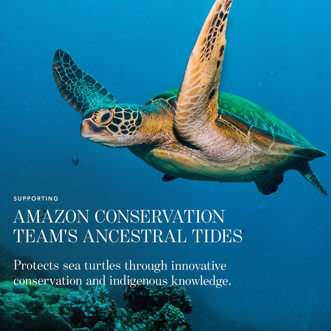 Sea Turtle Collection - Lip Chic – Chantecaille