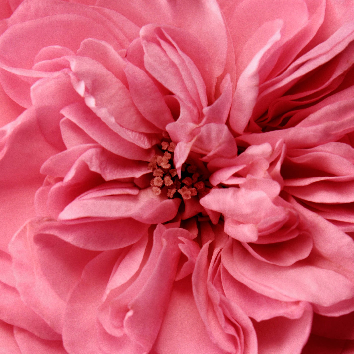 Rose de Mai Body Cream with Retinol – Chantecaille